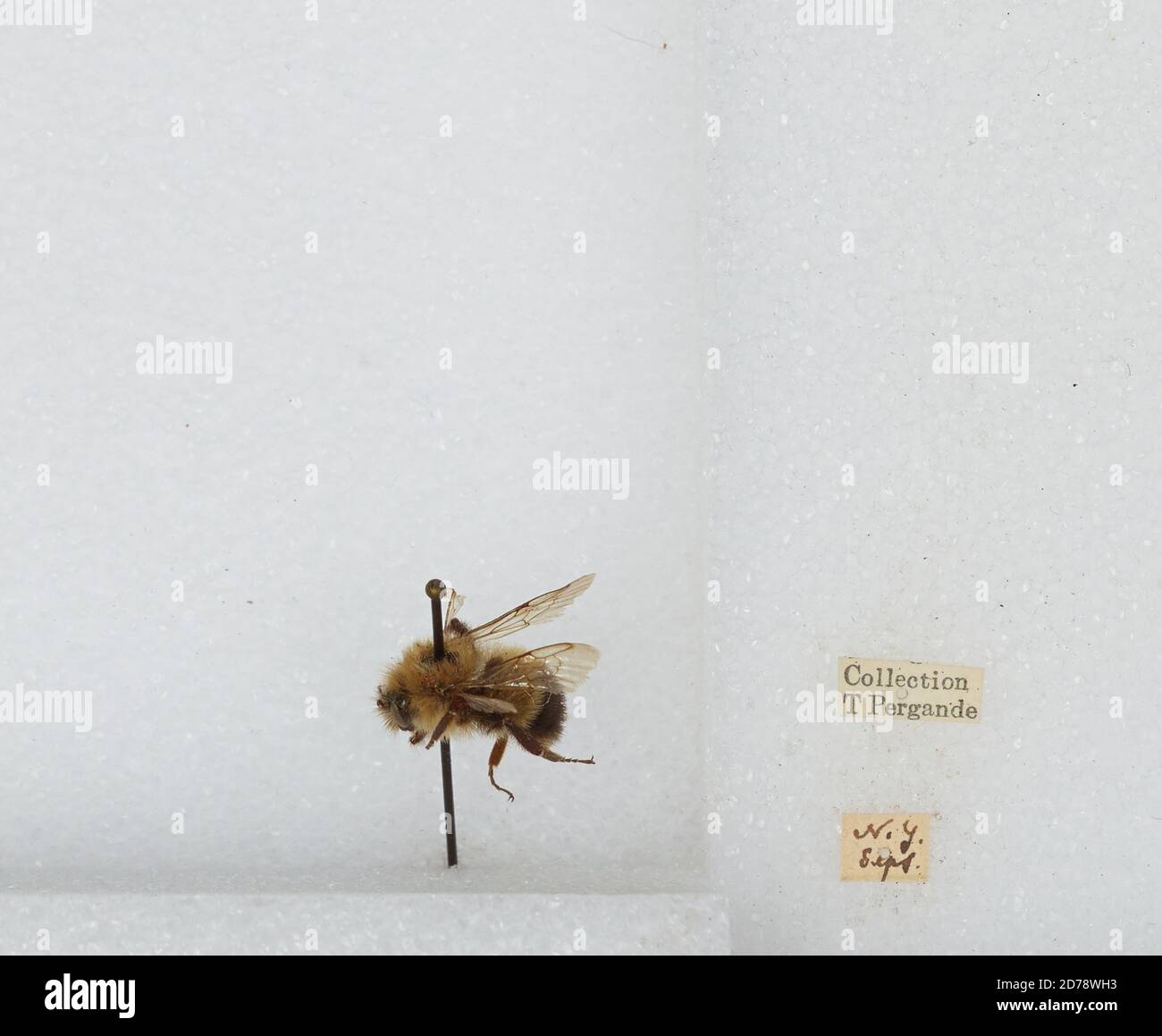 New York, United States, Bombus sp., Animalia, Arthropoda, Insecta ...