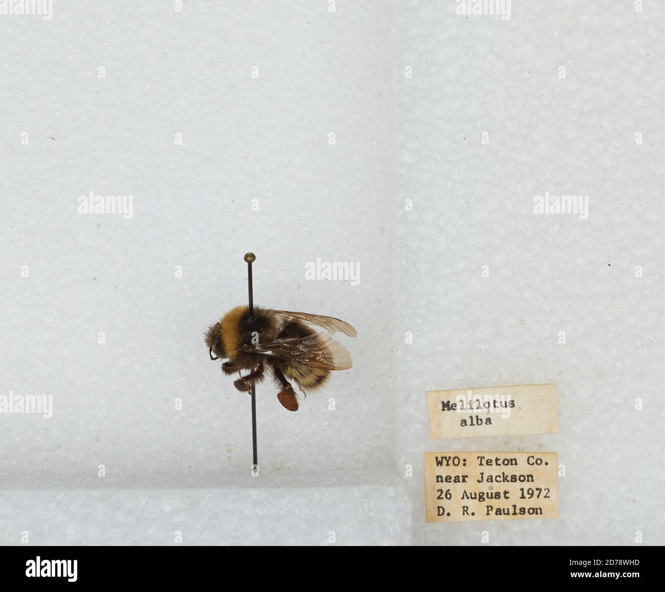 near Jackson, Teton, Wyoming, United States, Bombus sp., Animalia ...