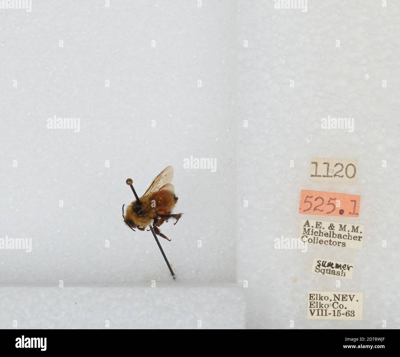 Elko, Nevada, United States, Bombus sp., Animalia, Arthropoda, Insecta ...