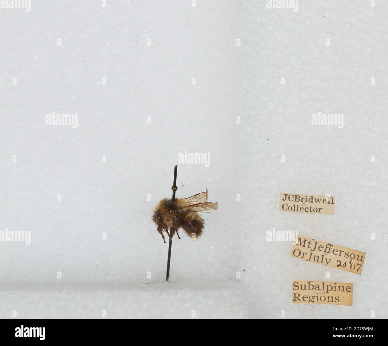 Mount Jefferson, Subalpine Regions, Linn, Oregon, United States, Bombus ...