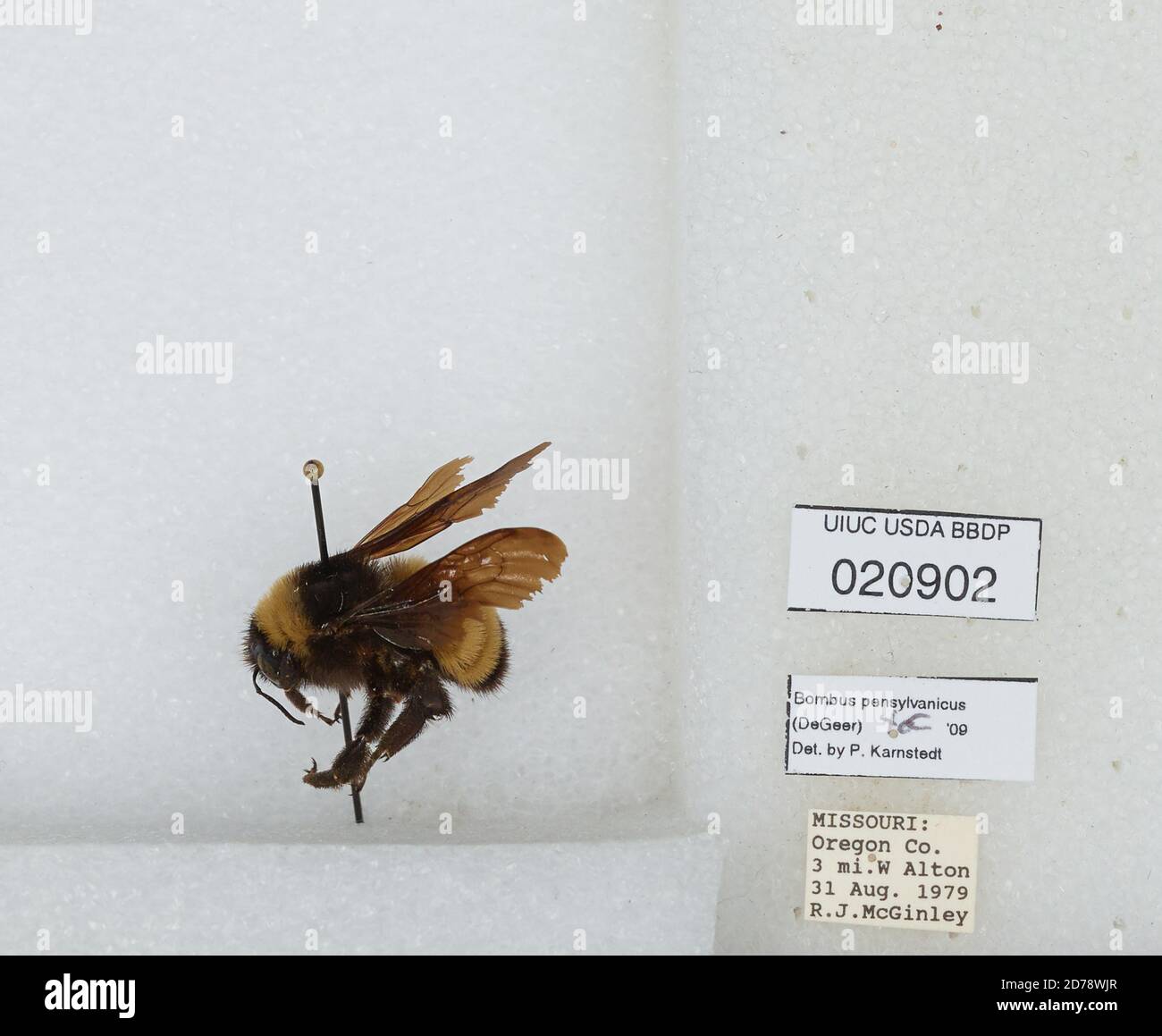 3 miles West of Alton, Oregon, Missouri, United States, Bombus sp ...