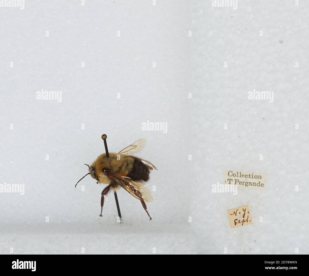 New York, United States, Bombus sp., Animalia, Arthropoda, Insecta ...