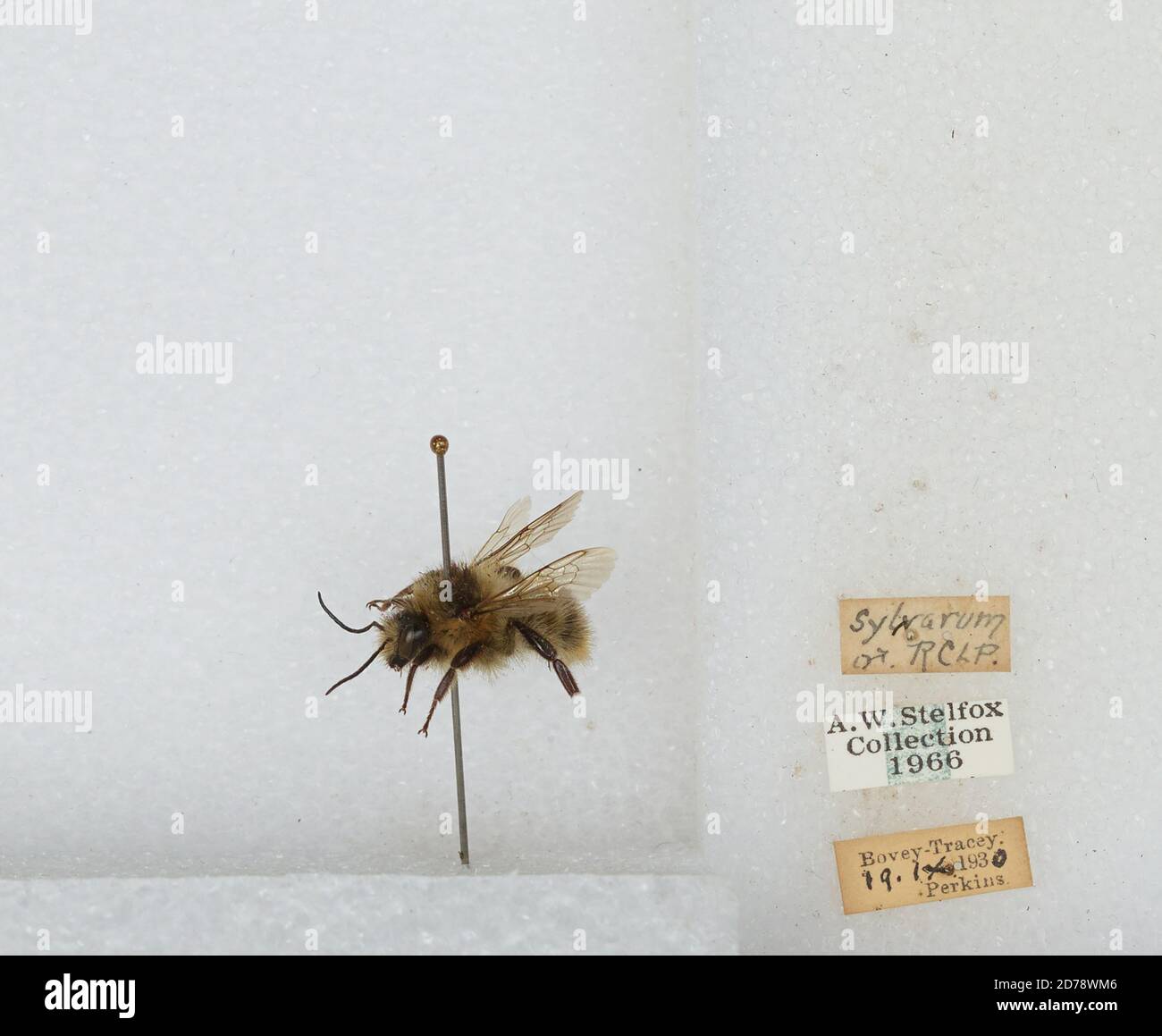 Bovey Tracey, Devon, England, United Kingdom, Bombus (Thoracobombus ...