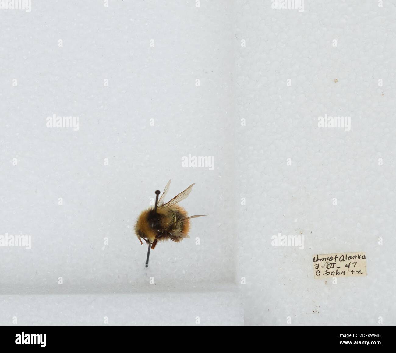 Umiat, North Slope, Alaska, United States, Bombus (Pyrobombus ...