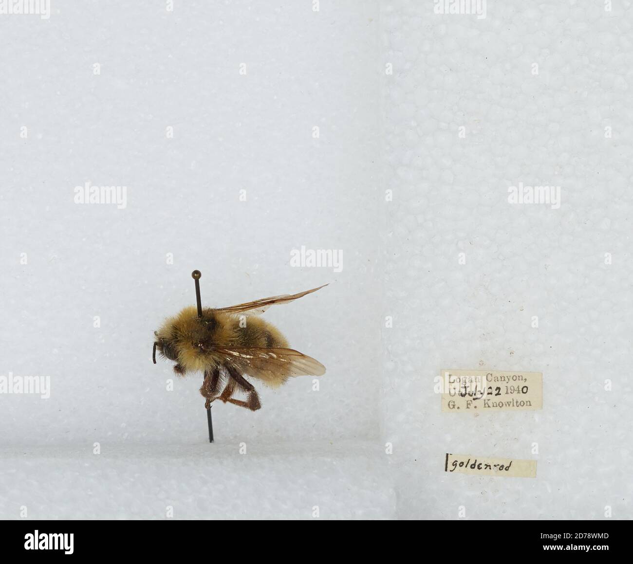 Logan Canyon, Cache, Utah, United States, Bombus (Psithyrus) suckleyi ...