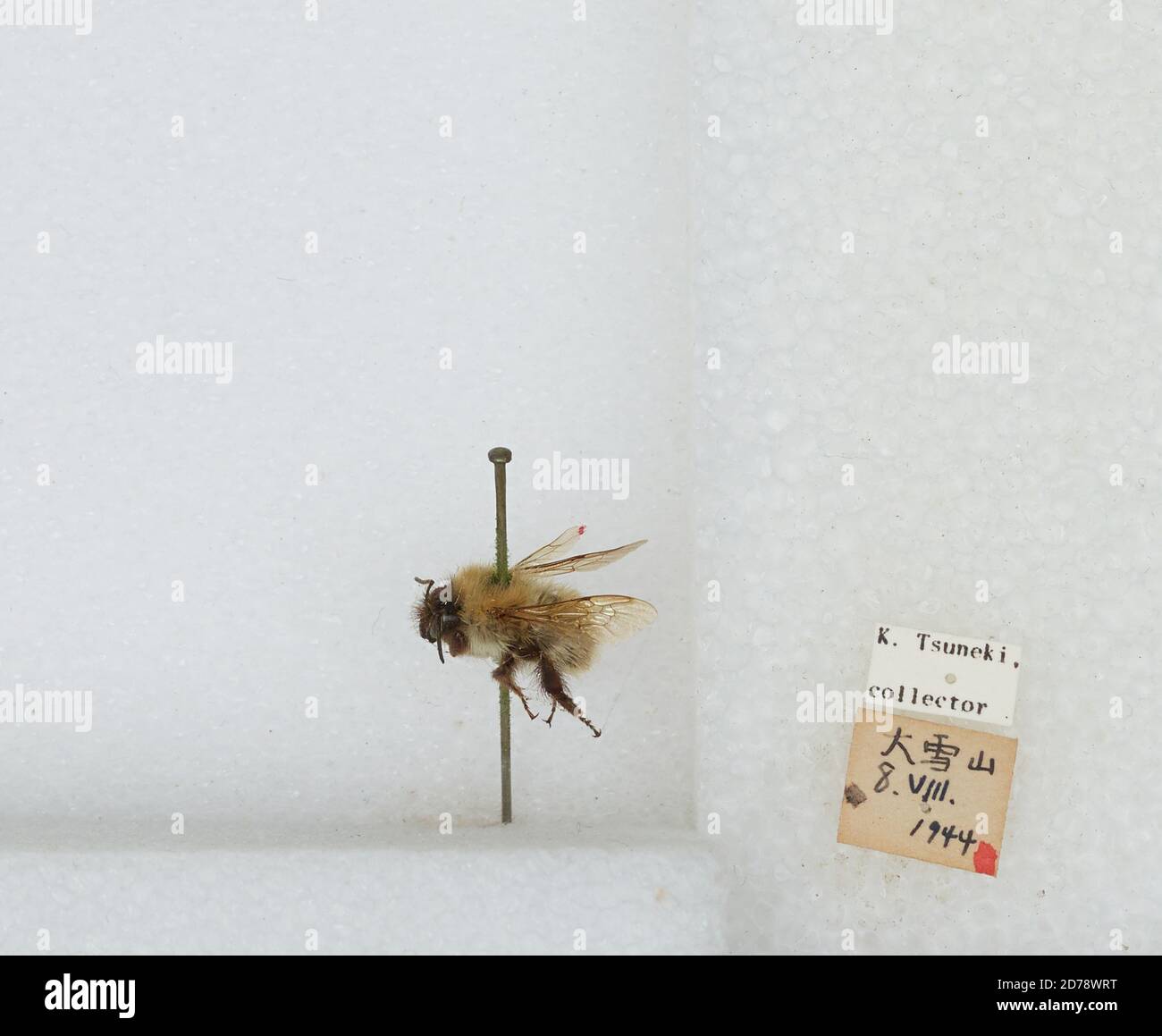 Daisetsuzan, Kamikawa, Hokkaido, Japan, Bombus sp., Animalia ...