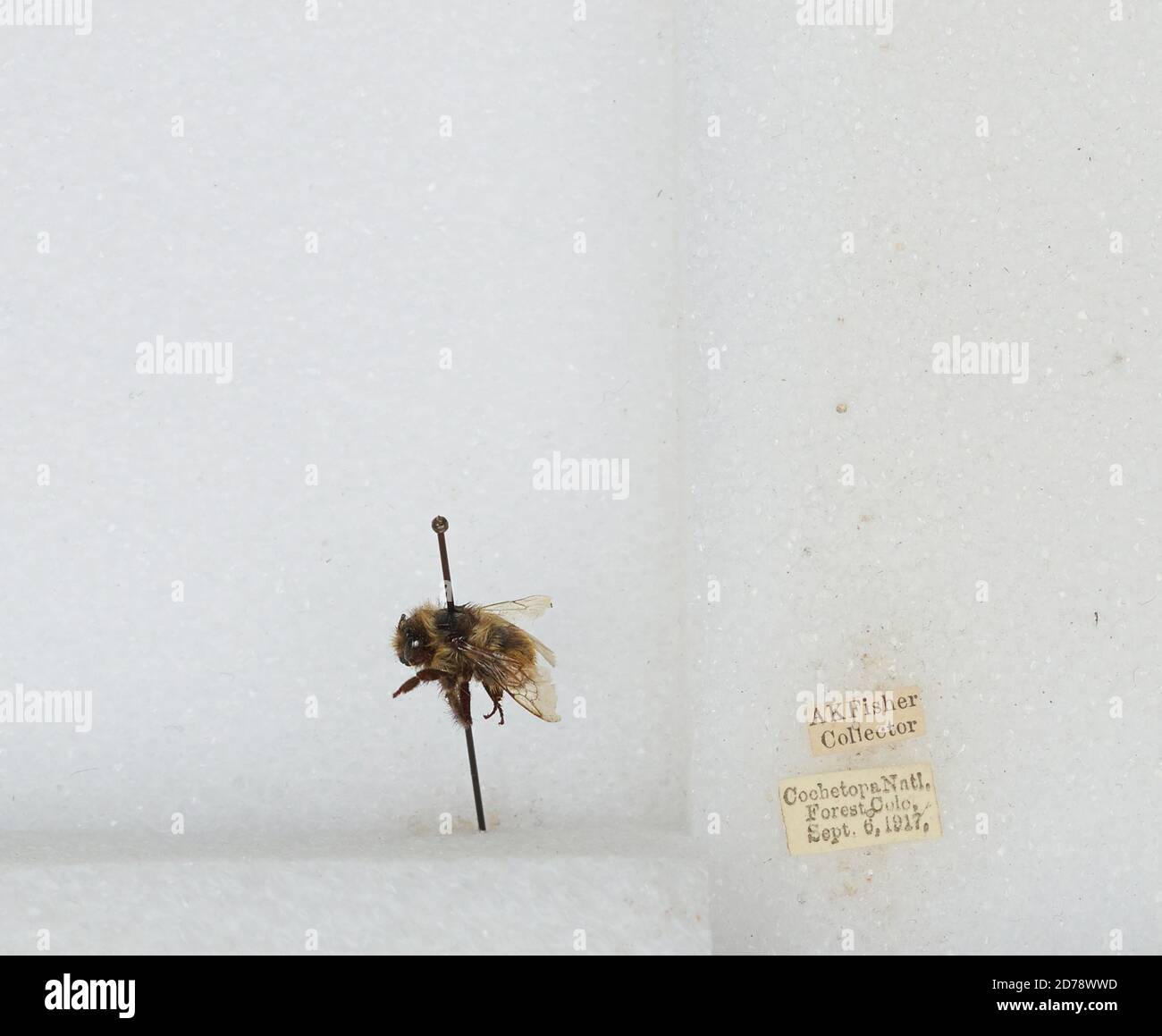 Cochetopa National Forest, Saguache, Colorado, United States, Bombus sp ...