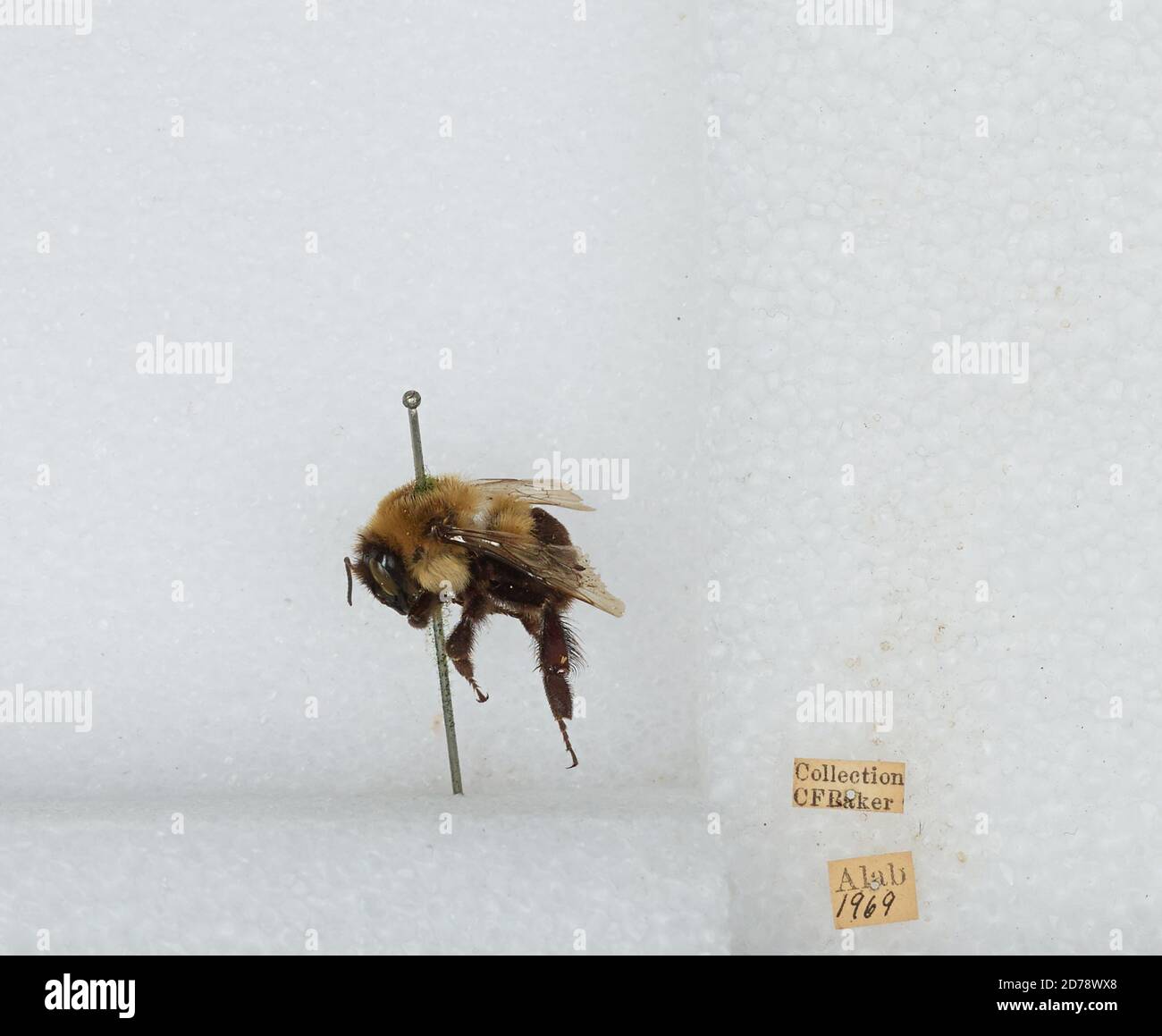 Alabama, United States, Bombus sp., Animalia, Arthropoda, Insecta ...