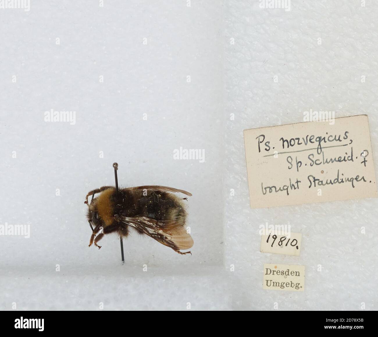 Dresden, Saxony, Germany, Bombus (Psithyrus) norvegicus (Sparre ...