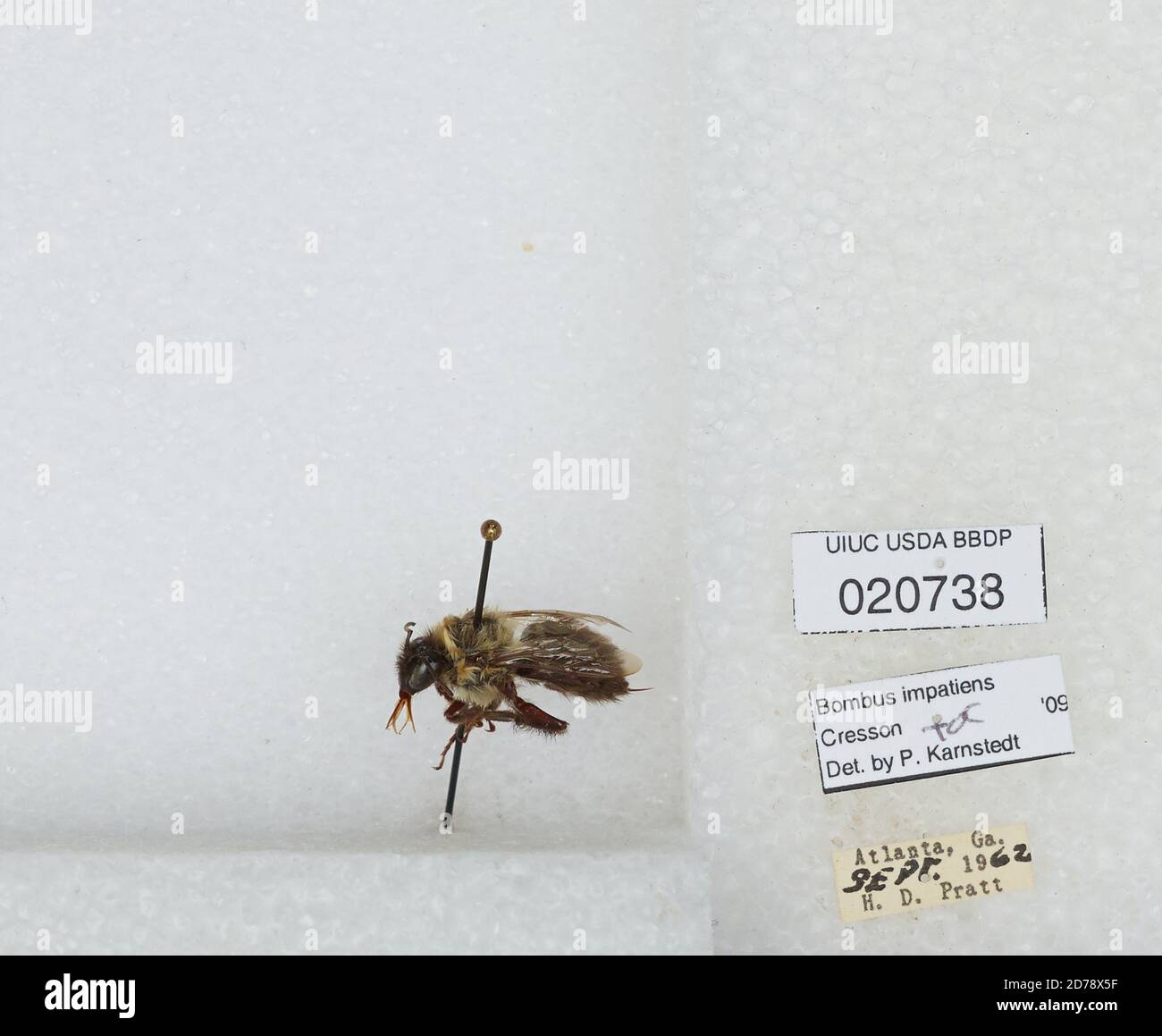 Atlanta, Fulton, Georgia, United States, Bombus sp., Animalia ...