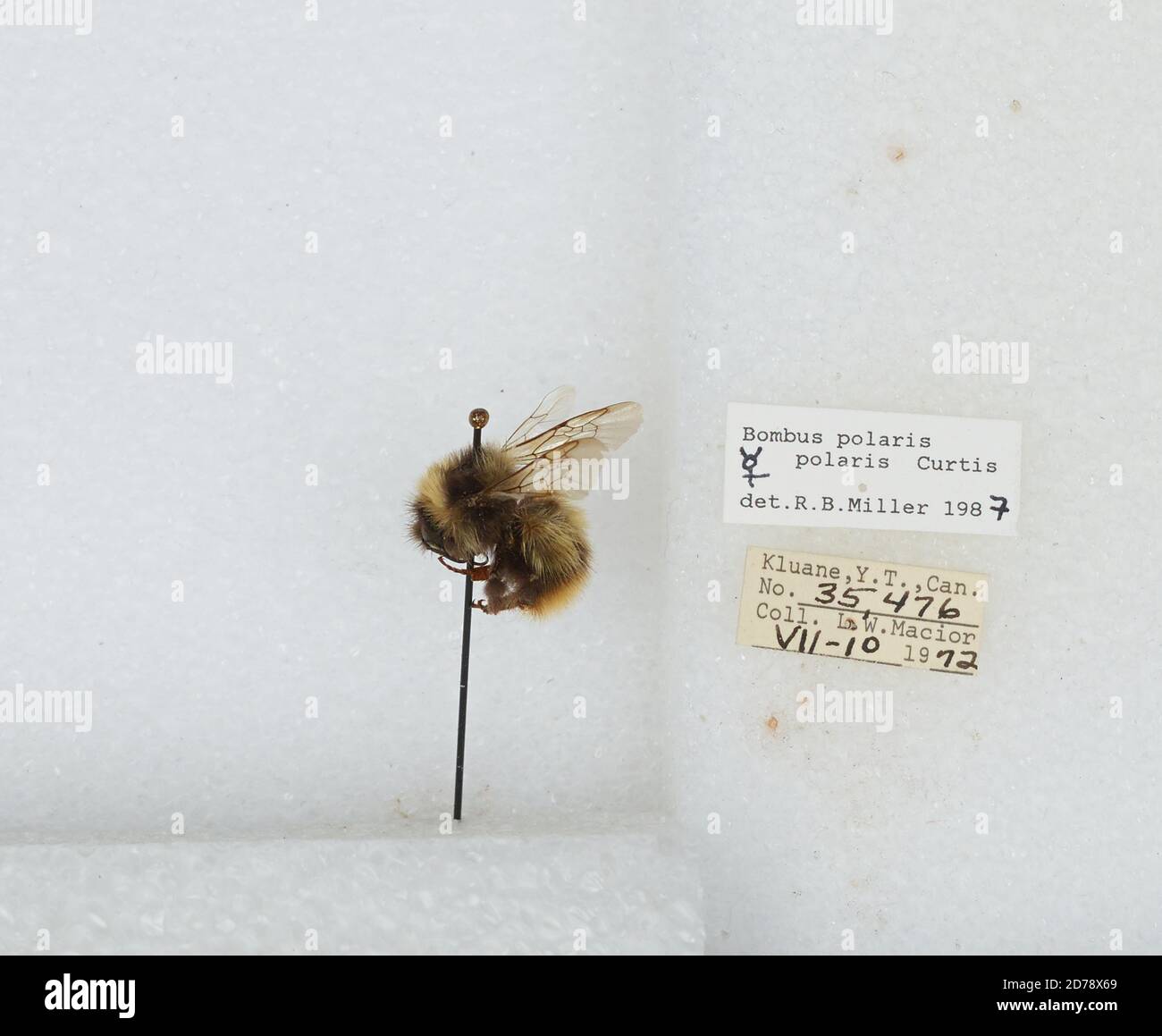 Kluane, Yukon Territory, Canada, Bombus (Alpinobombus) polaris Curtis ...