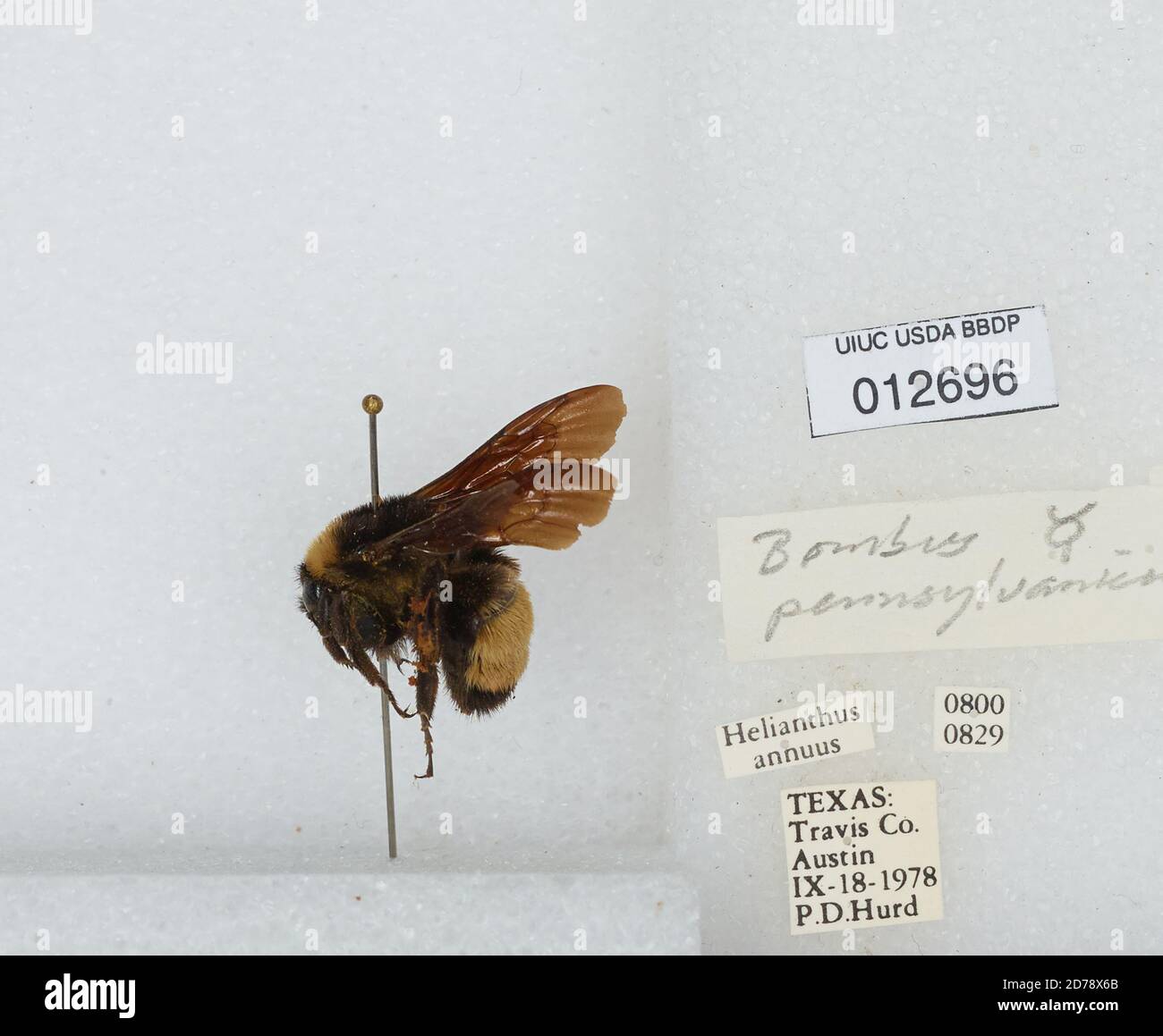 Austin, Travis, Texas, United States, Bombus (Fervidobombus ...