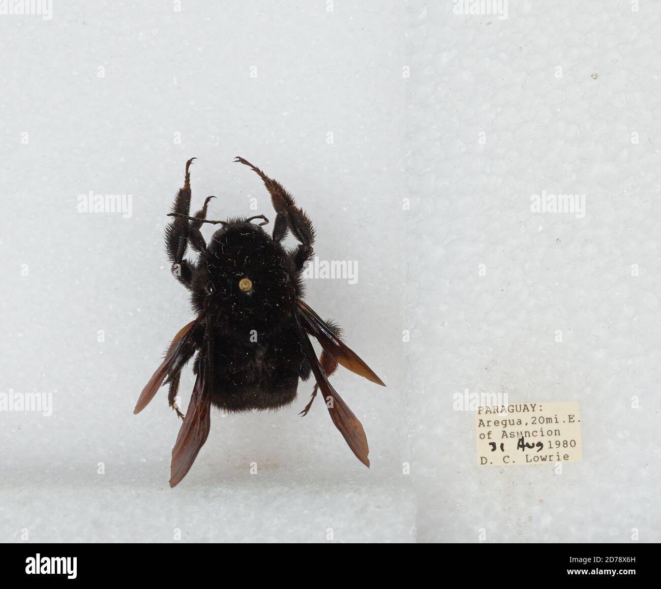 Aregua, 20 miles east of Asuncion, Central, Paraguay, Bombus sp ...