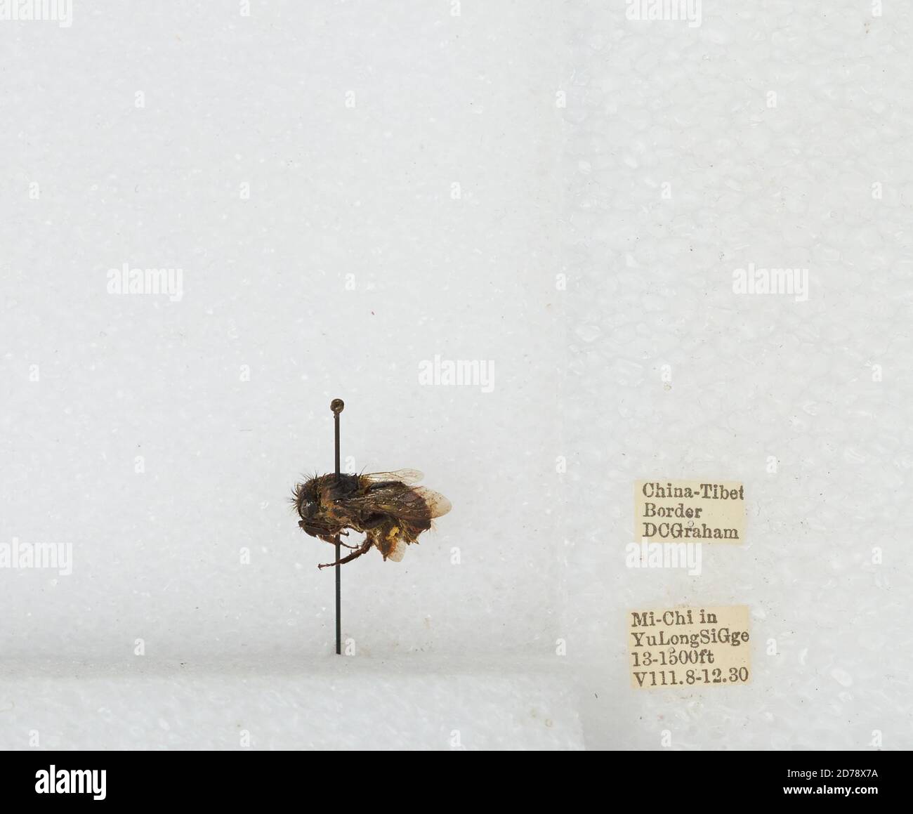 China-Tibet Border, Mi-Chi in Yu Long Si Gorge, China, Bombus sp ...