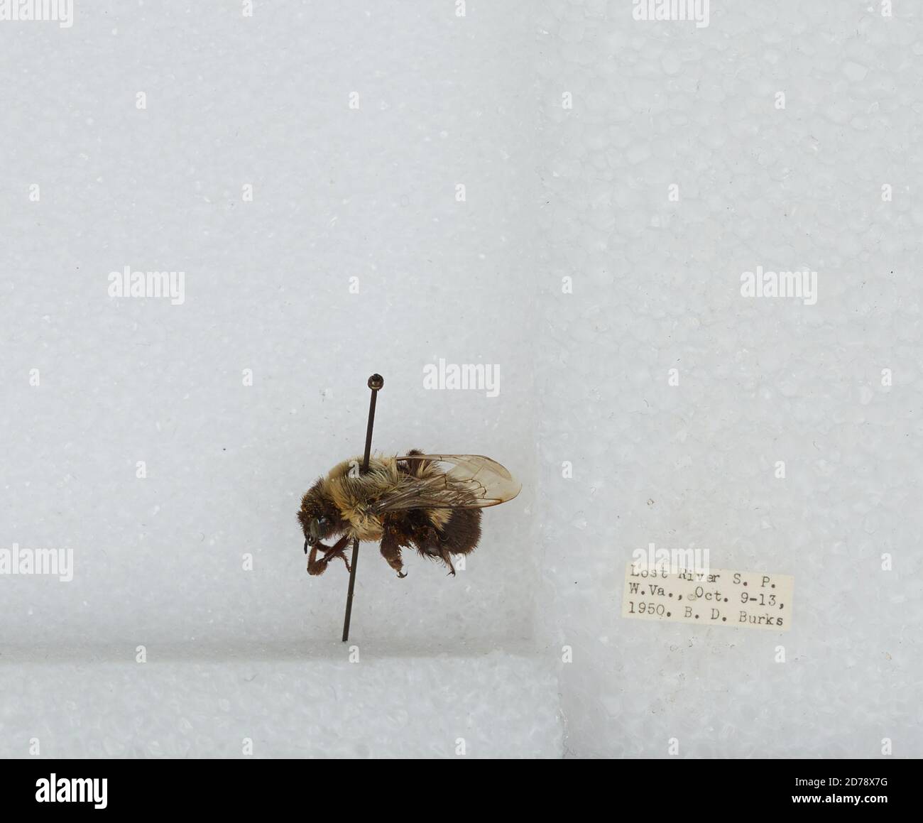 Lost River State Park, Hardy, West Virginia, United States, Bombus sp ...