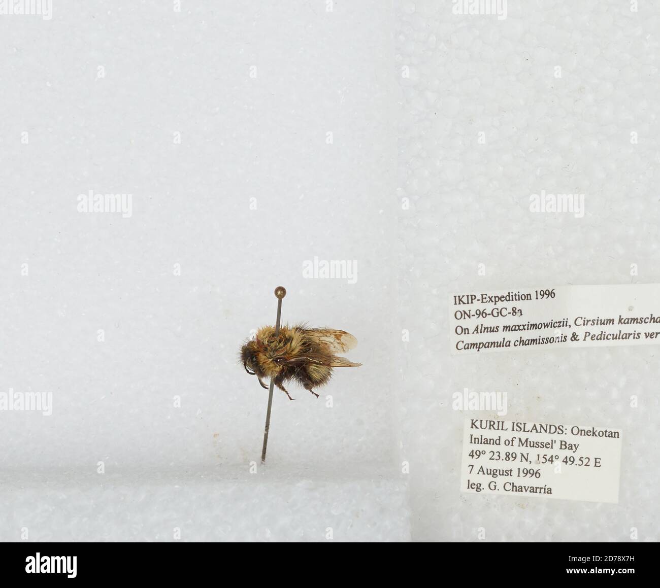 Onekotan Island, inland of Mussel' Bay, Kuril Islands, Sakhalin, Russia ...