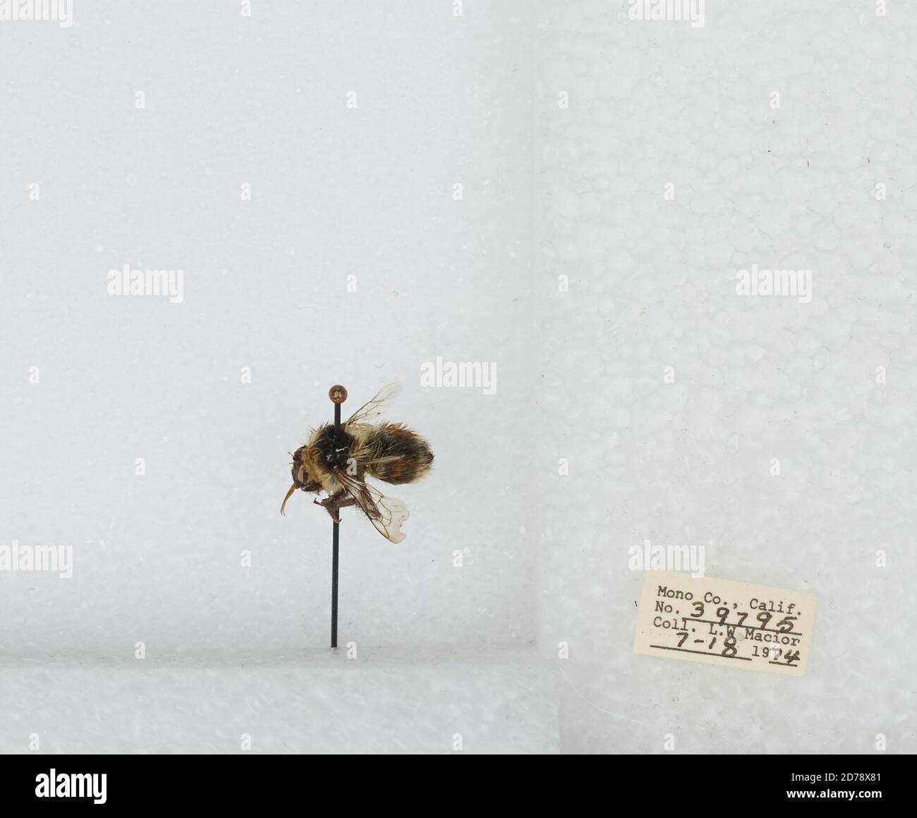 Mono, California, United States, Bombus (Cullumanobombus) rufocinctus ...