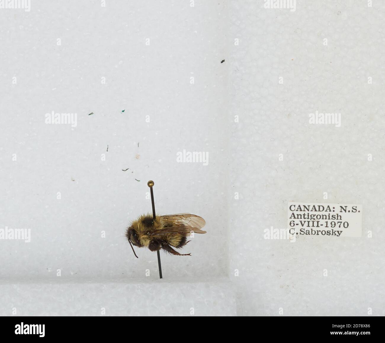 Antigonish, Nova Scotia, Canada, Bombus sp., Animalia, Arthropoda ...