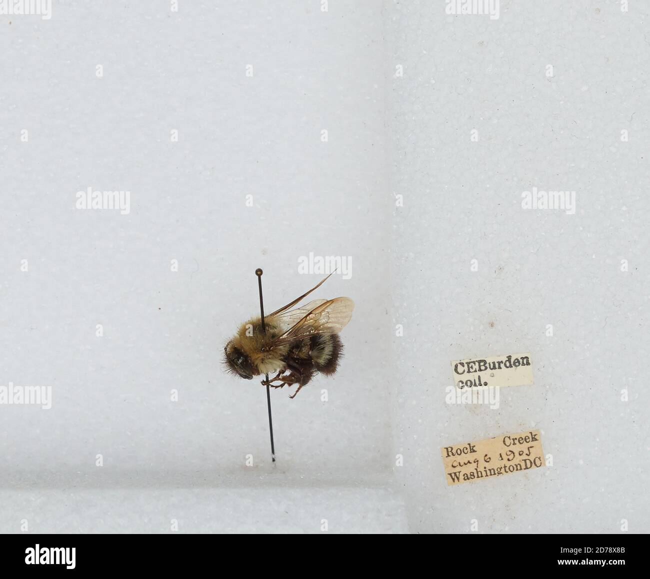 Rock Creek, District of Columbia, United States, Bombus sp., Animalia ...