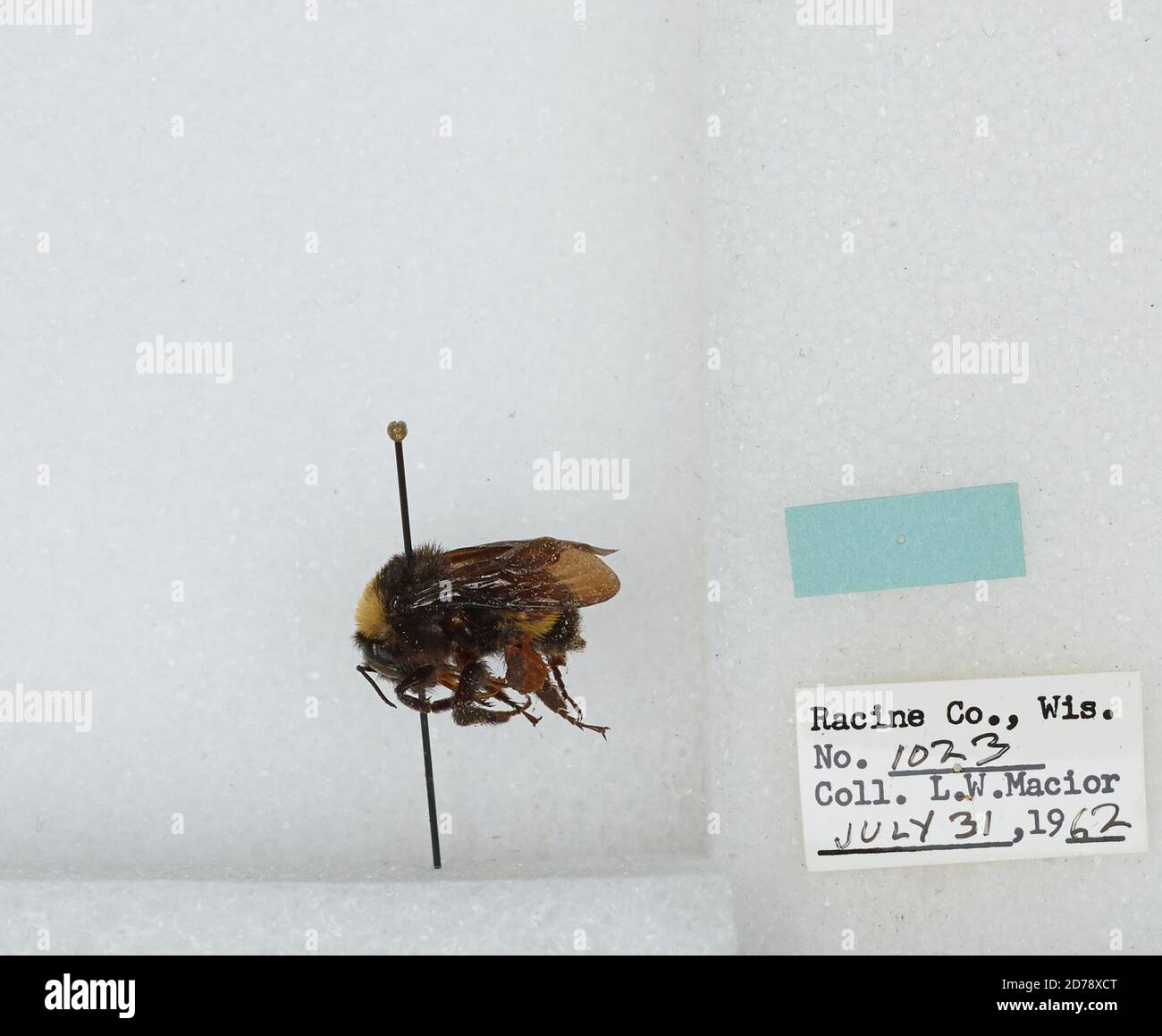 Racine, Wisconsin, United States, Bombus (Fervidobombus) pensylvanicus ...