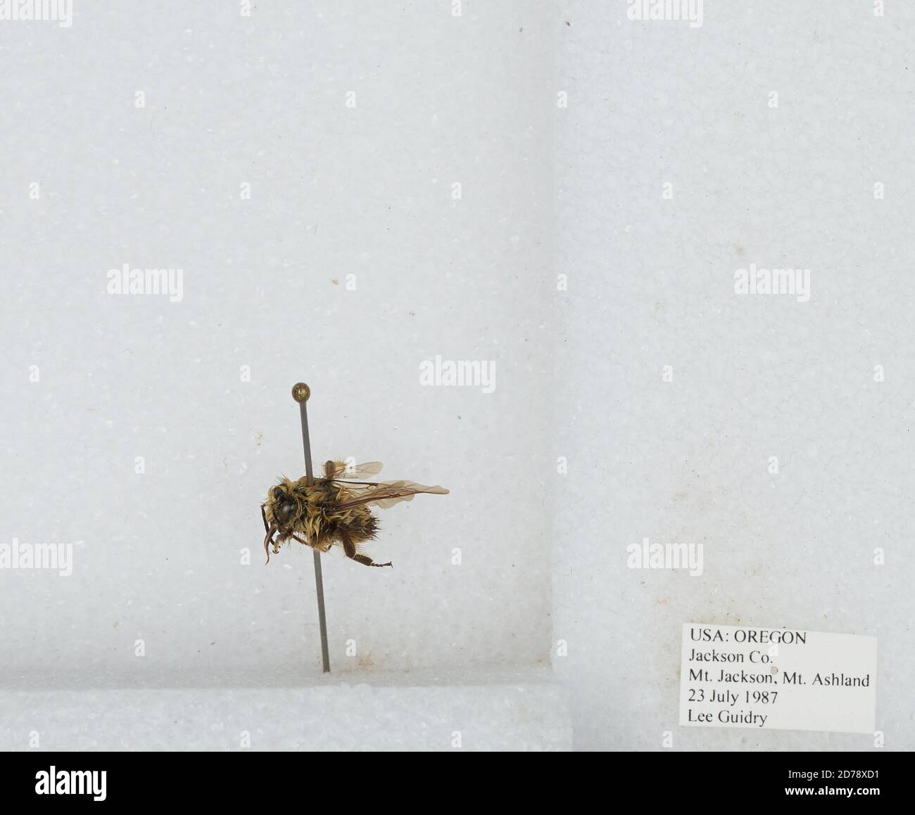 Mount Ashland, Jackson, Oregon, United States, Bombus sp., Animalia ...