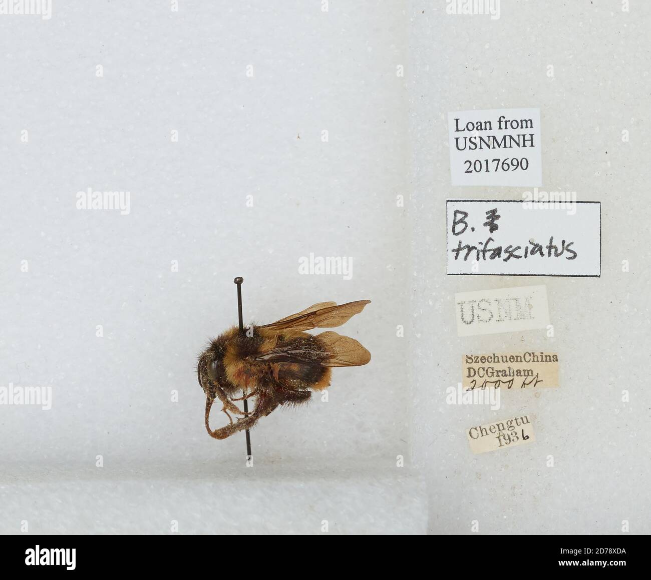 Chengdu, Sichuan, China, Bombus (Diversobombus) trifasciatus Smith ...