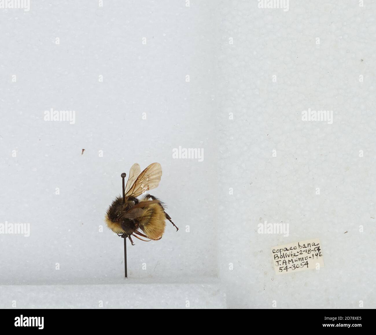 Copacabana, Manco Kapac, La Paz, Bolivia, Bombus (Megabombus) opifex ...