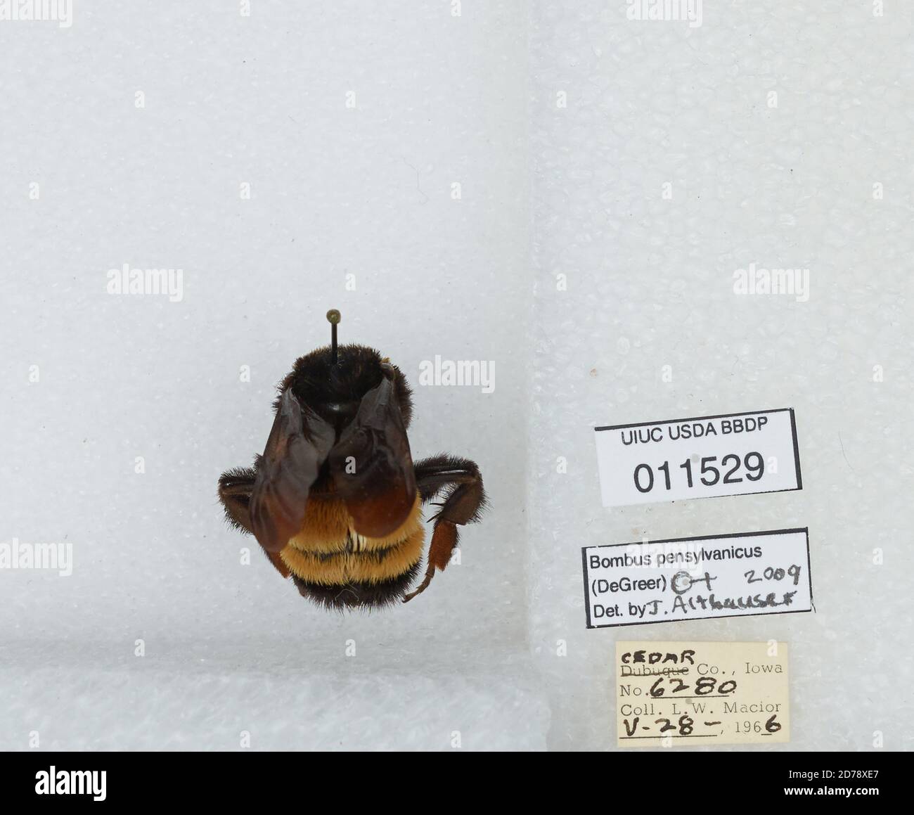 Cedar, Iowa, United States, Bombus (Fervidobombus) pensylvanicus ...