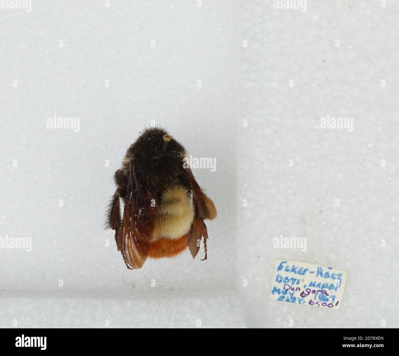 Dungara hi-res stock photography and images - Alamy