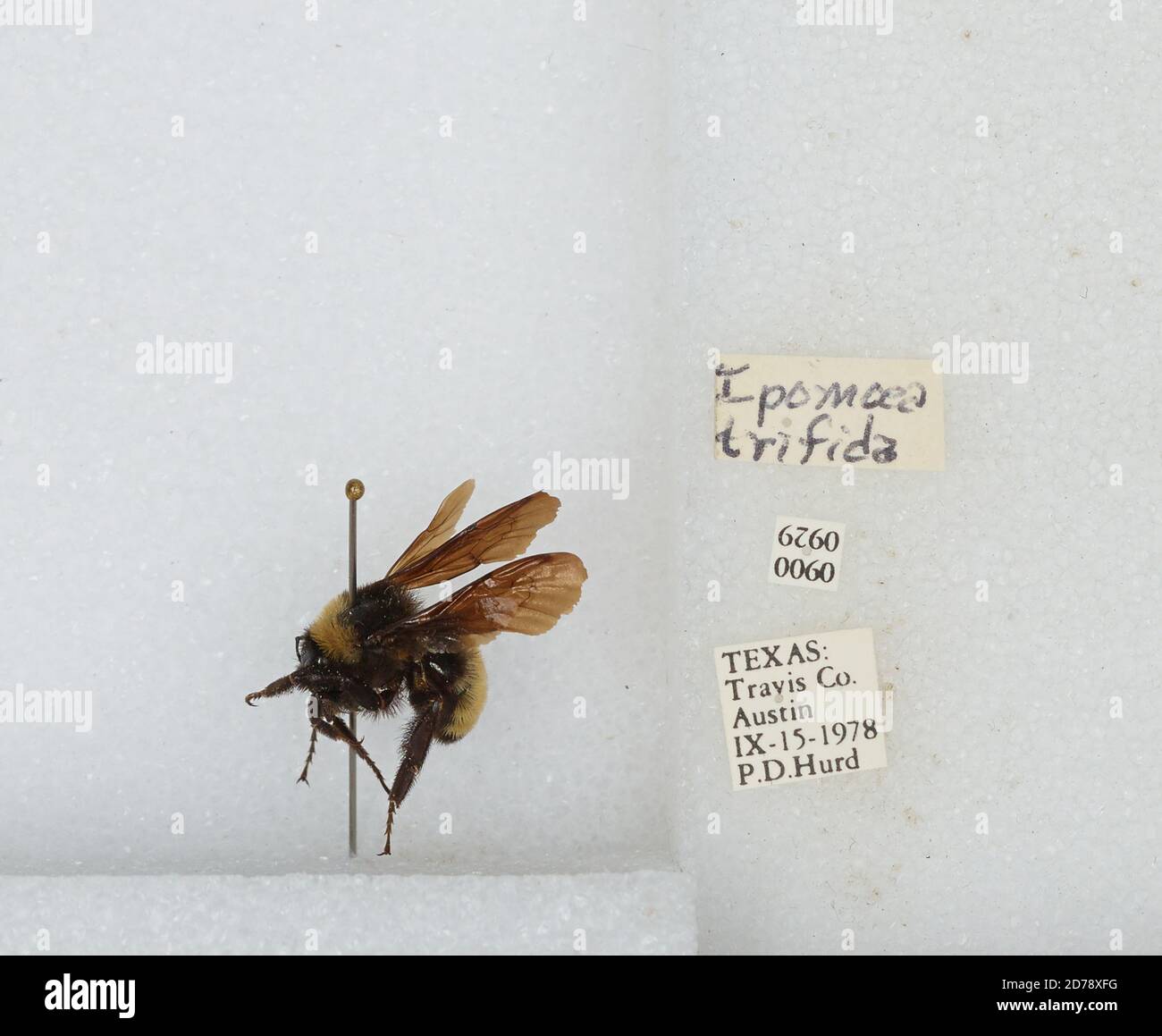 Austin, Travis, Texas, United States, Bombus (Fervidobombus ...