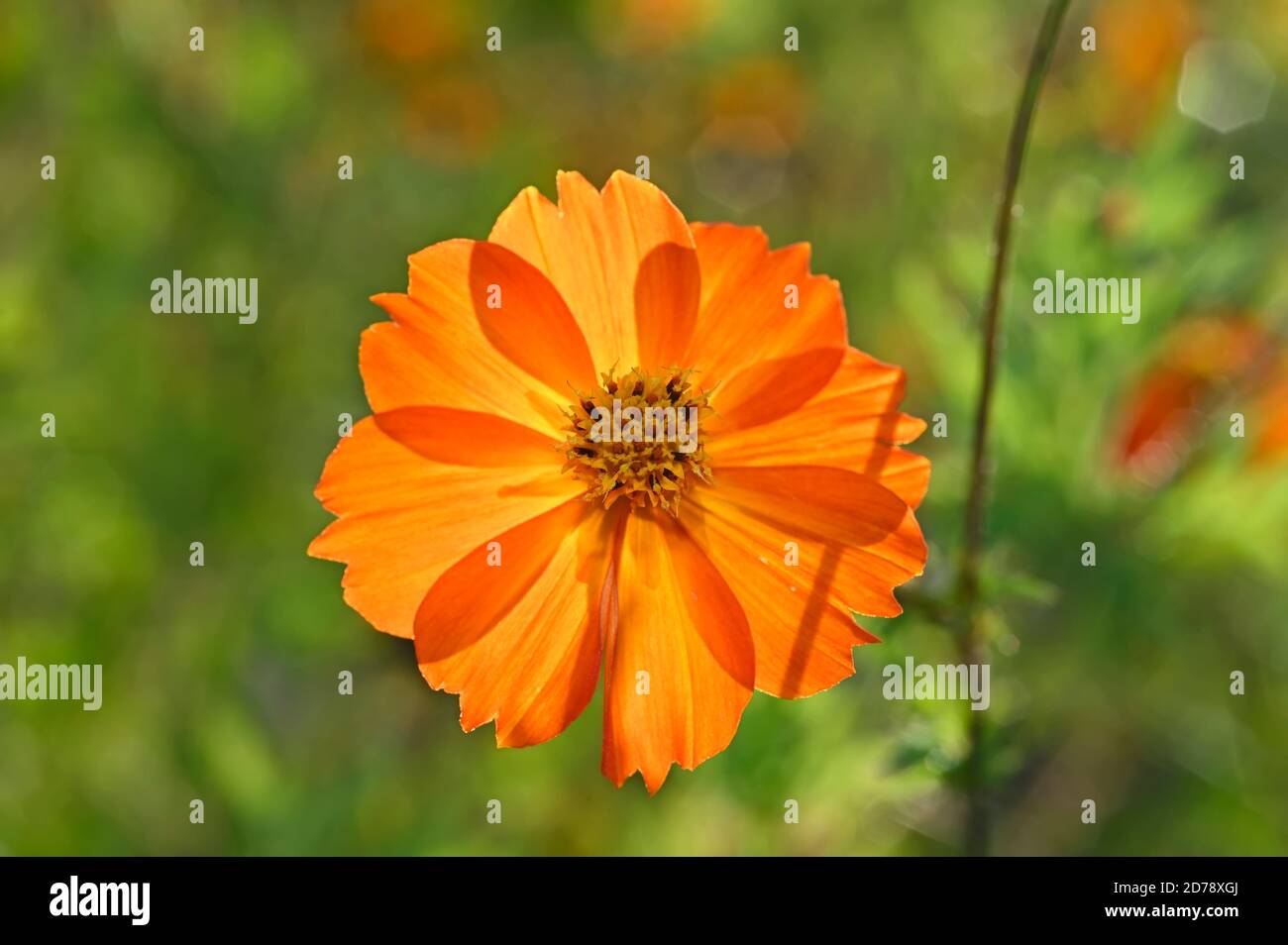 Back lighting hi-res stock photography and images - Alamy