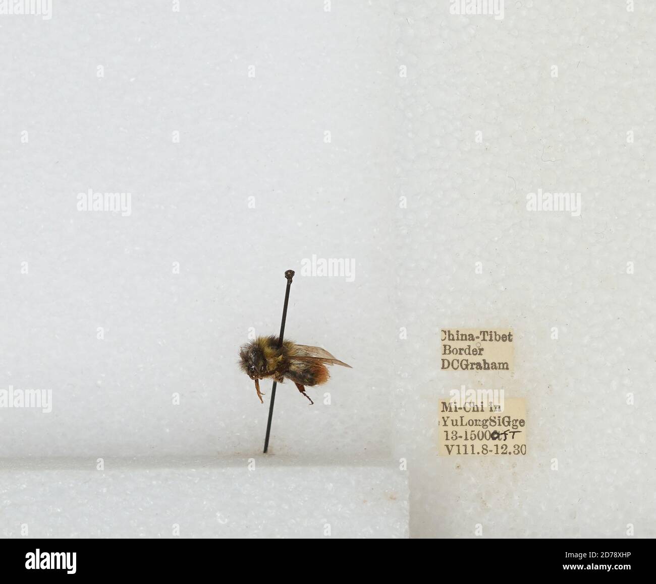 Mi-Chi in Yu Long Si Gge, China, Bombus sp., Animalia, Arthropoda ...