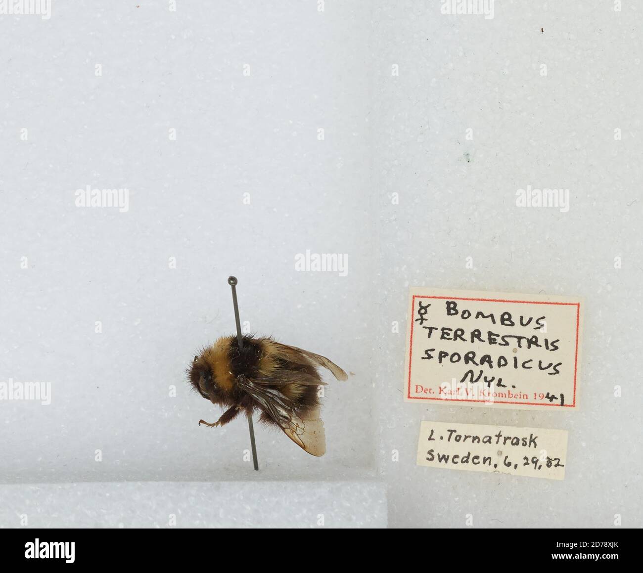 Sweden, Bombus (Bombus) sporadicus Nylander, Animalia, Arthropoda ...