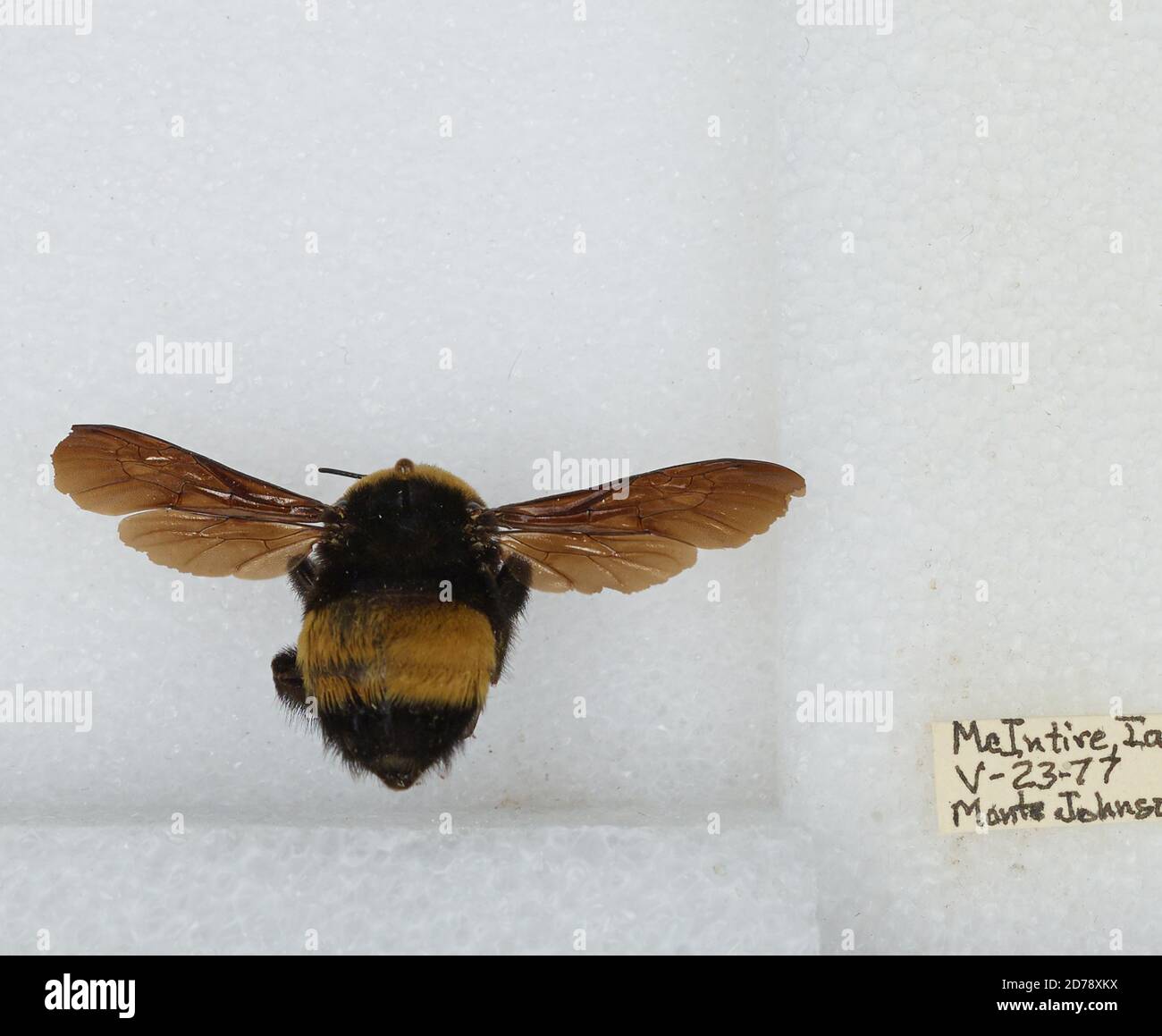 McIntire, Mitchell, Iowa, United States, Bombus sp., Animalia ...