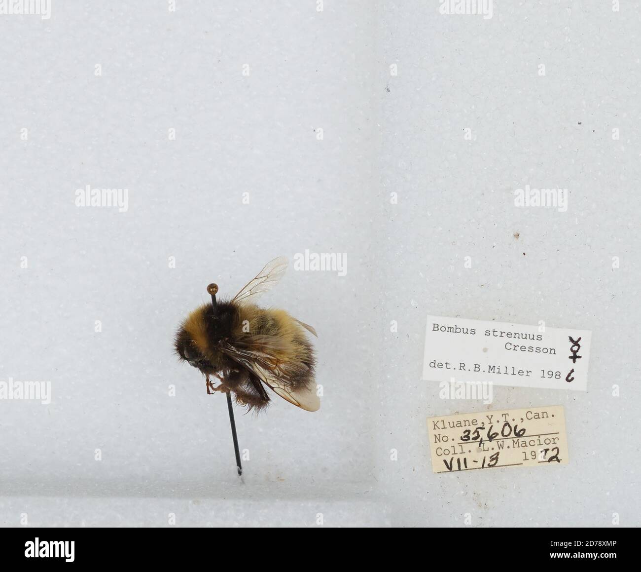 Kluane, Yukon Territory, Canada, Bombus (Alpinobombus) neoboreus Sladen ...