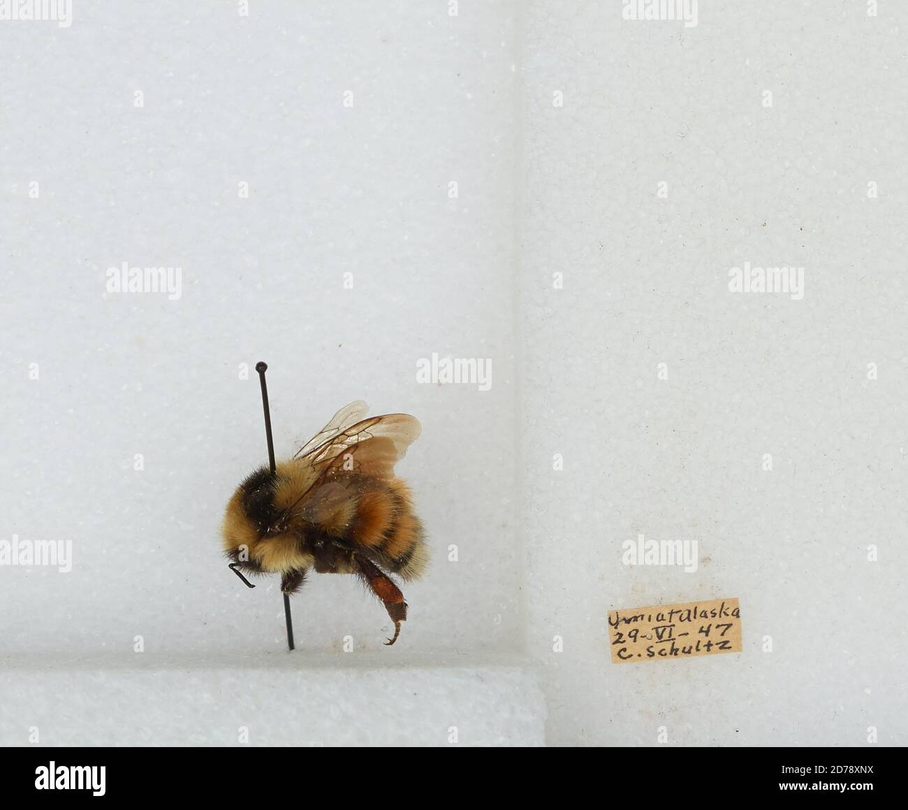 Umiat, North Slope, Alaska, United States, Bombus (Pyrobombus ...