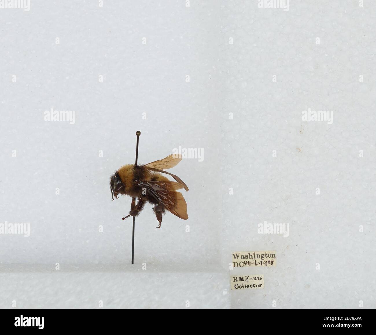 Washington, District of Columbia, United States, Bombus (Fervidobombus ...