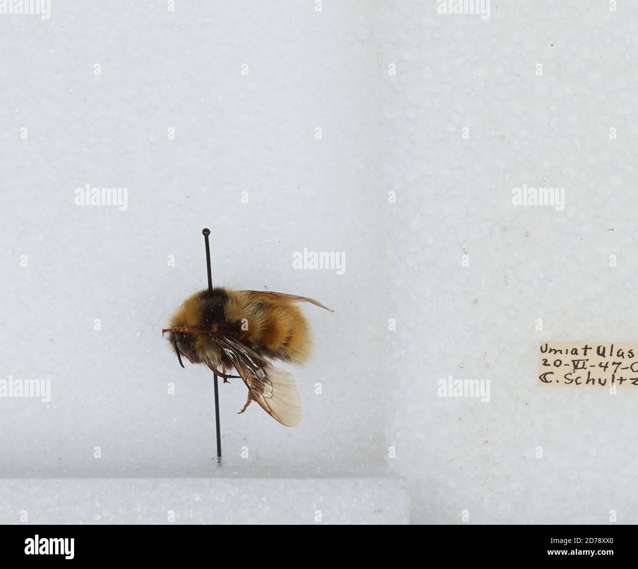 Umiat, North Slope, Alaska, United States, Bombus (Pyrobombus ...