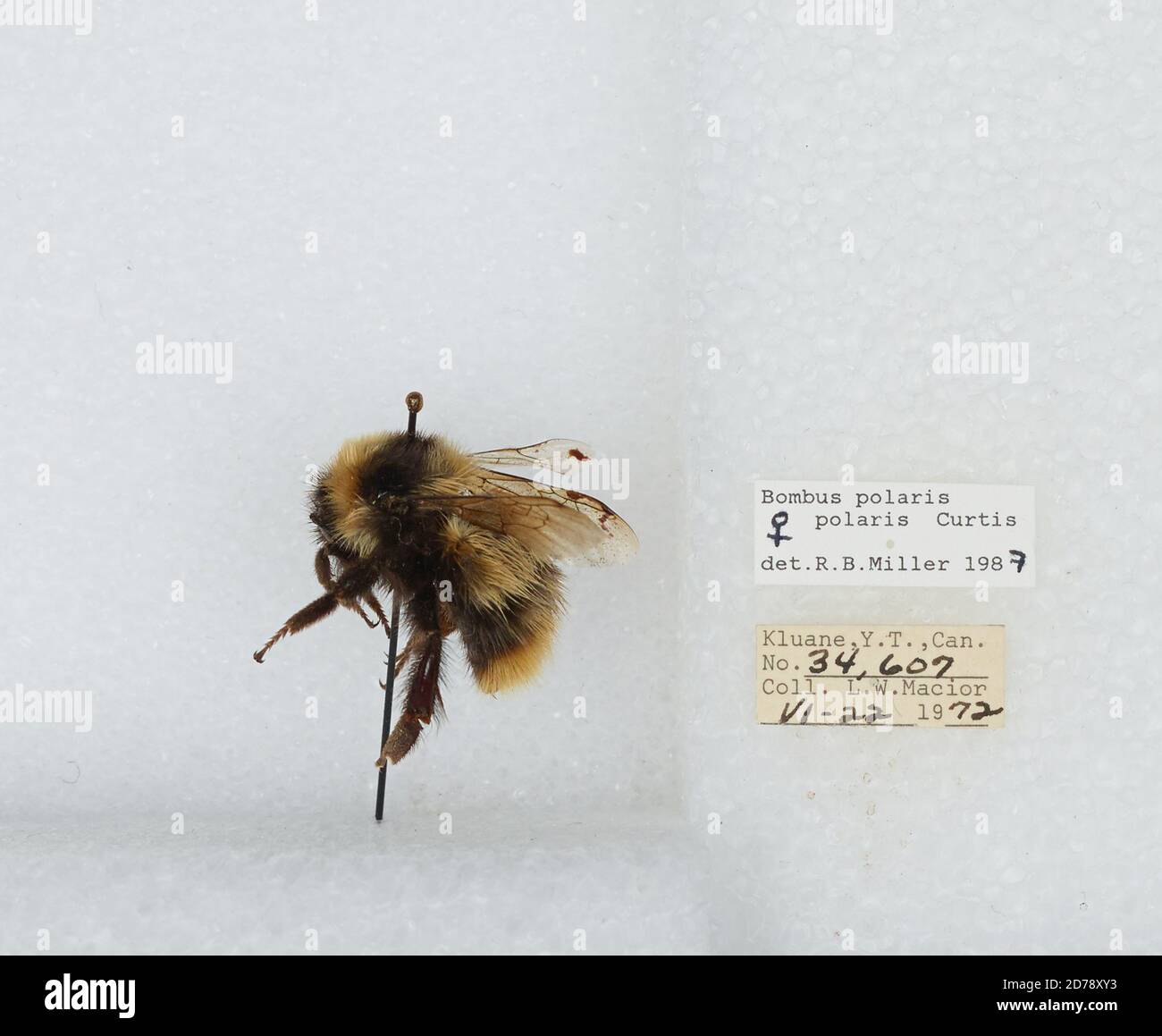 Kluane, Yukon Territory, Canada, Bombus (Alpinobombus) polaris Curtis ...