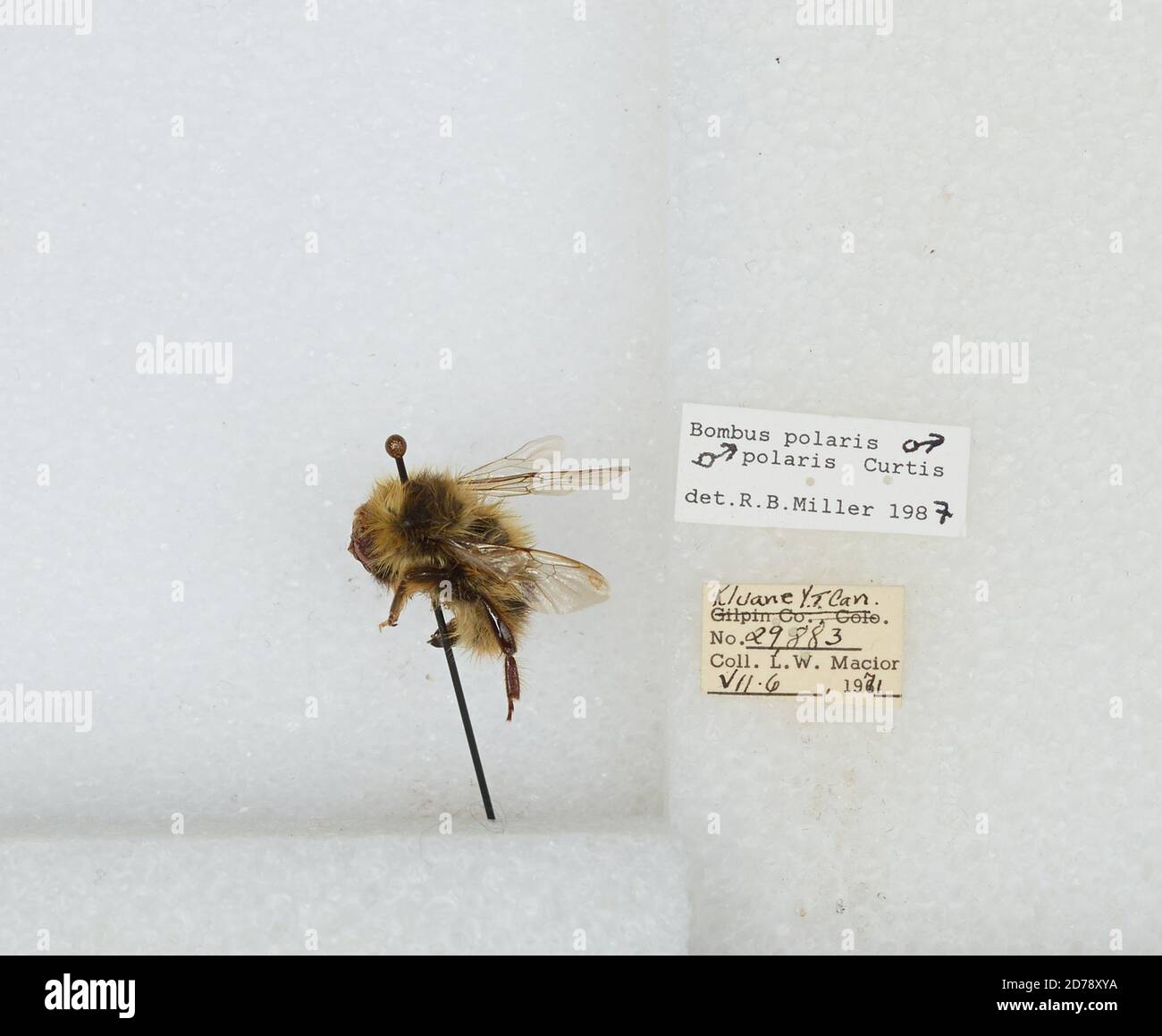 Kluane, Yukon Territory, Canada, Bombus (Alpinobombus) polaris Curtis ...