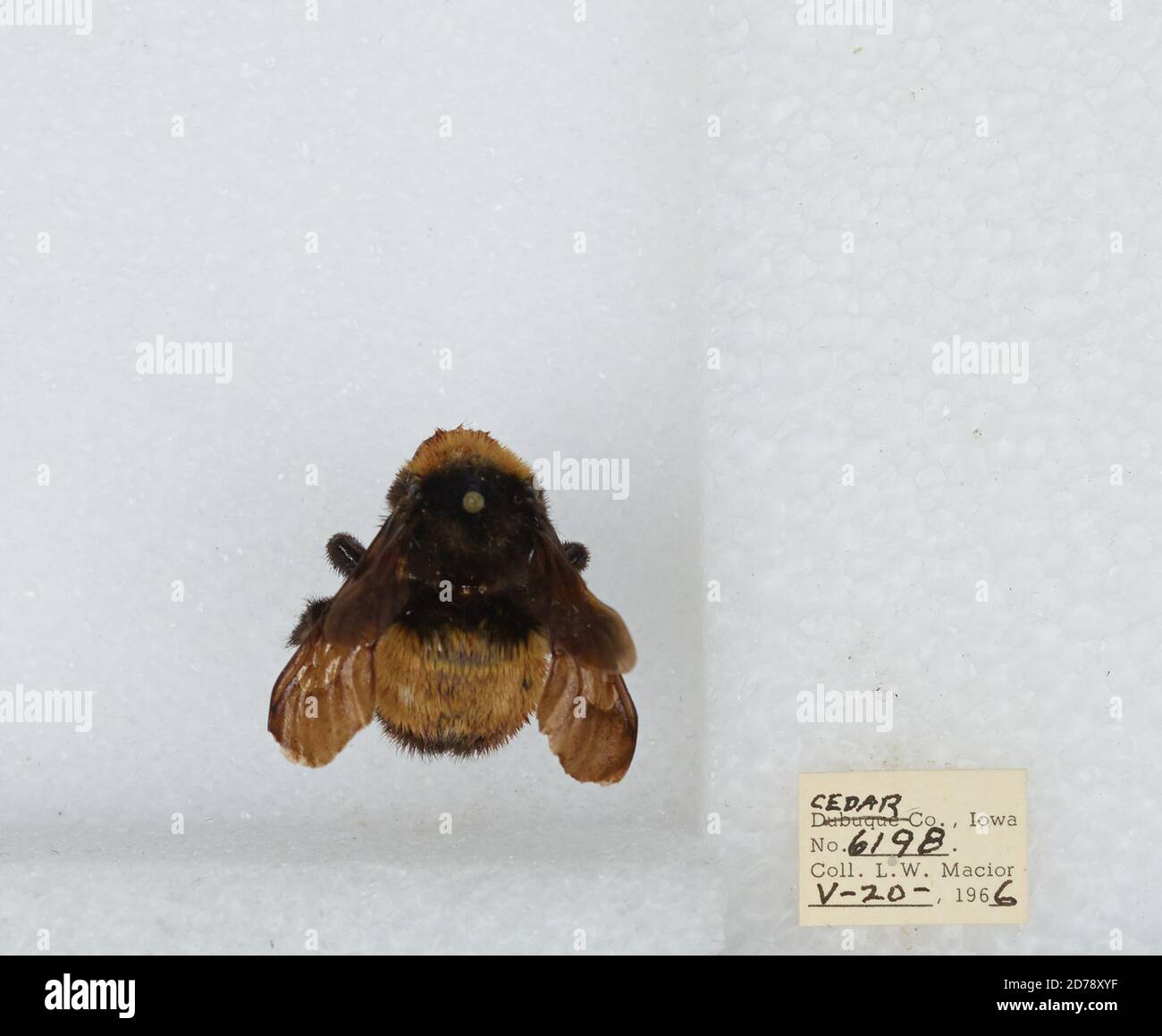 Cedar, Iowa, United States, Bombus (Fervidobombus) pensylvanicus ...