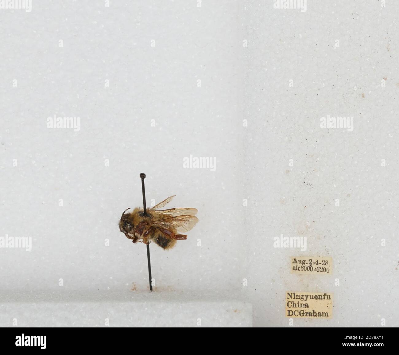 Xichang, Sichuan, China, Bombus sp., Animalia, Arthropoda, Insecta ...