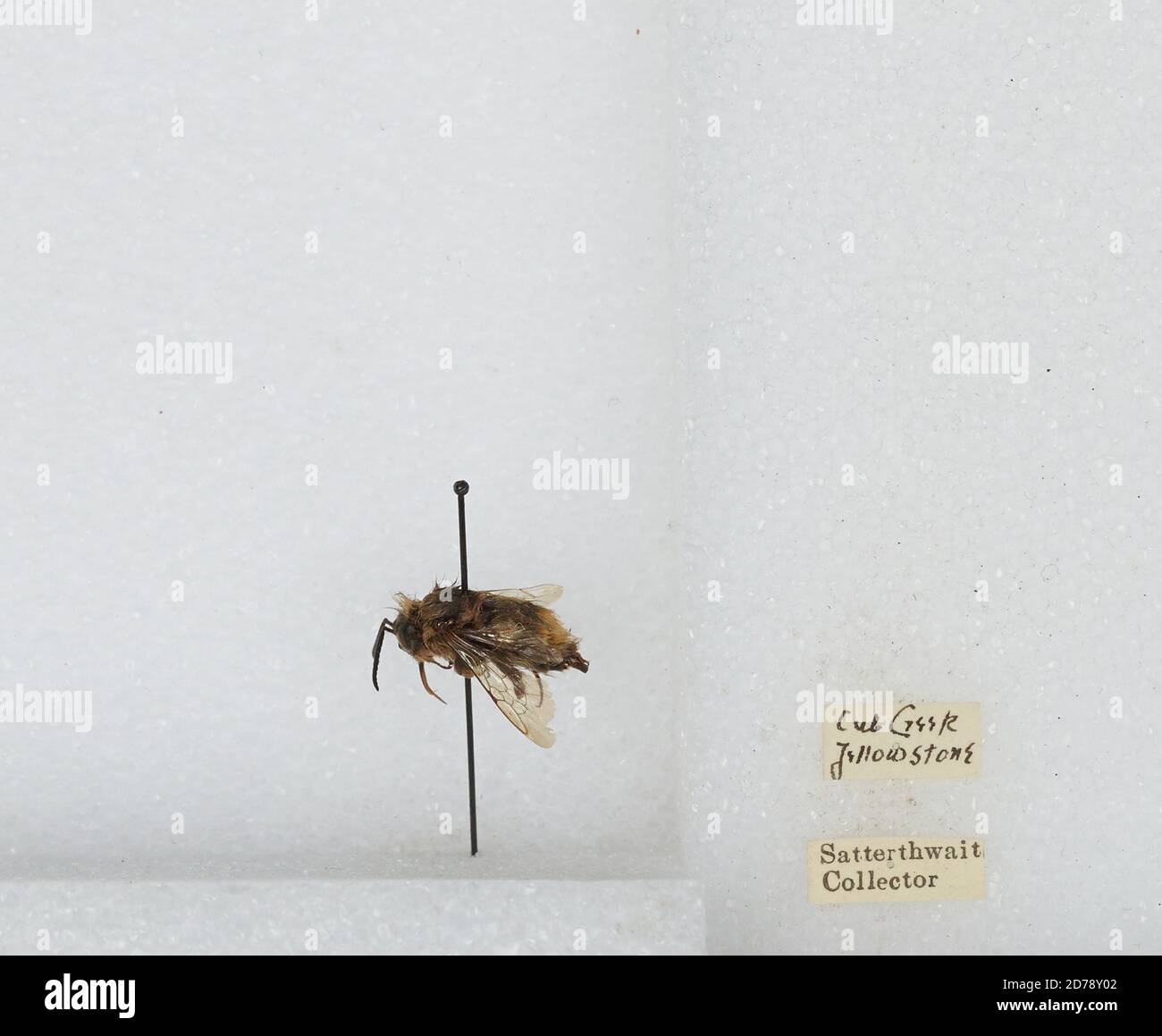 Cub Creek, Yellowstone, Park, Wyoming, United States, Bombus sp ...