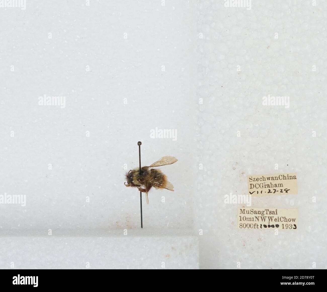 Mu Sang Tsai 10 mi NW Wei Chow, Sichuan, China, Bombus sp., Animalia ...