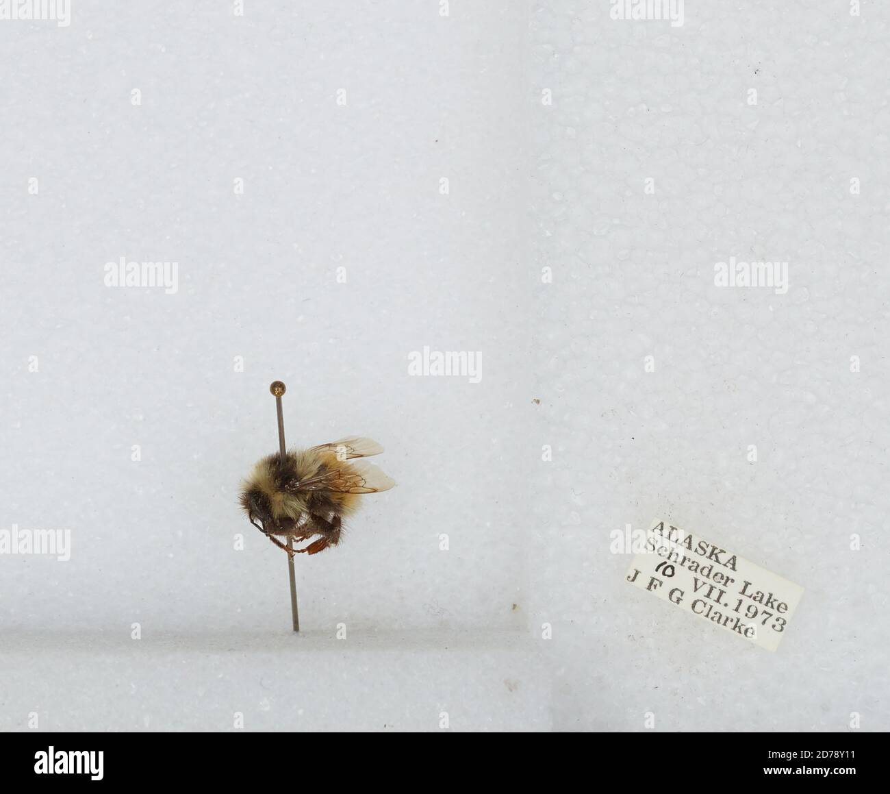 Schrader Lake, Yukon-Koyukuk, Alaska, United States, Bombus sp ...