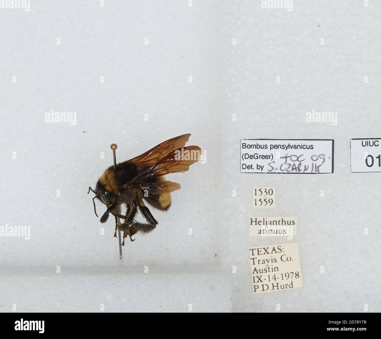 Austin, Travis, Texas, United States, Bombus (Fervidobombus ...