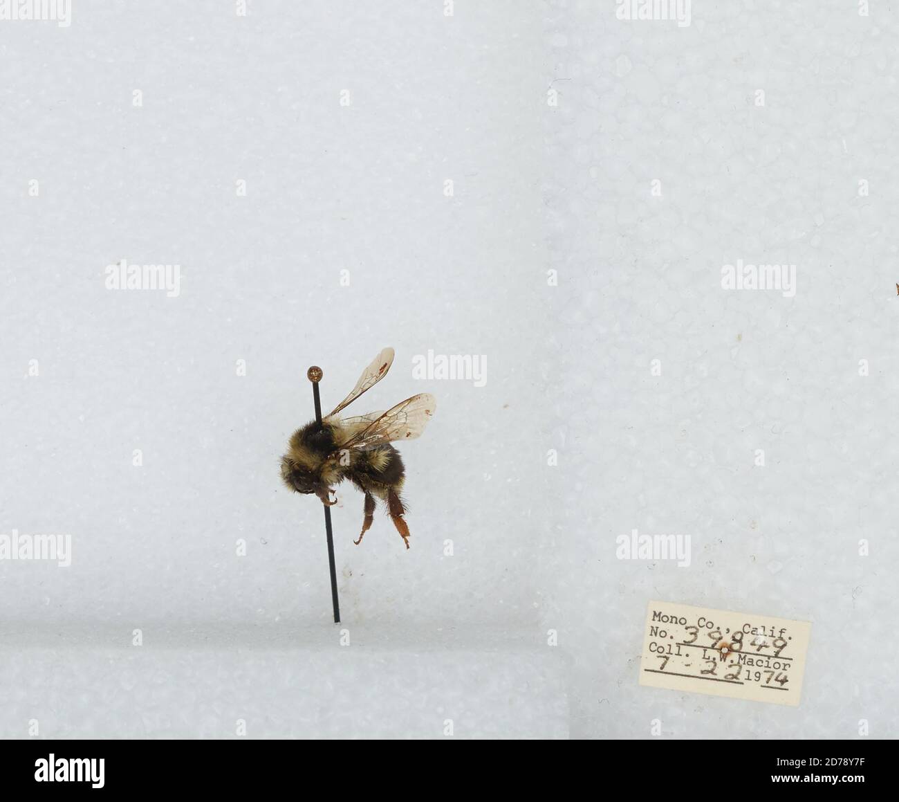 Mono, California, United States, Bombus (Cullumanobombus) rufocinctus ...