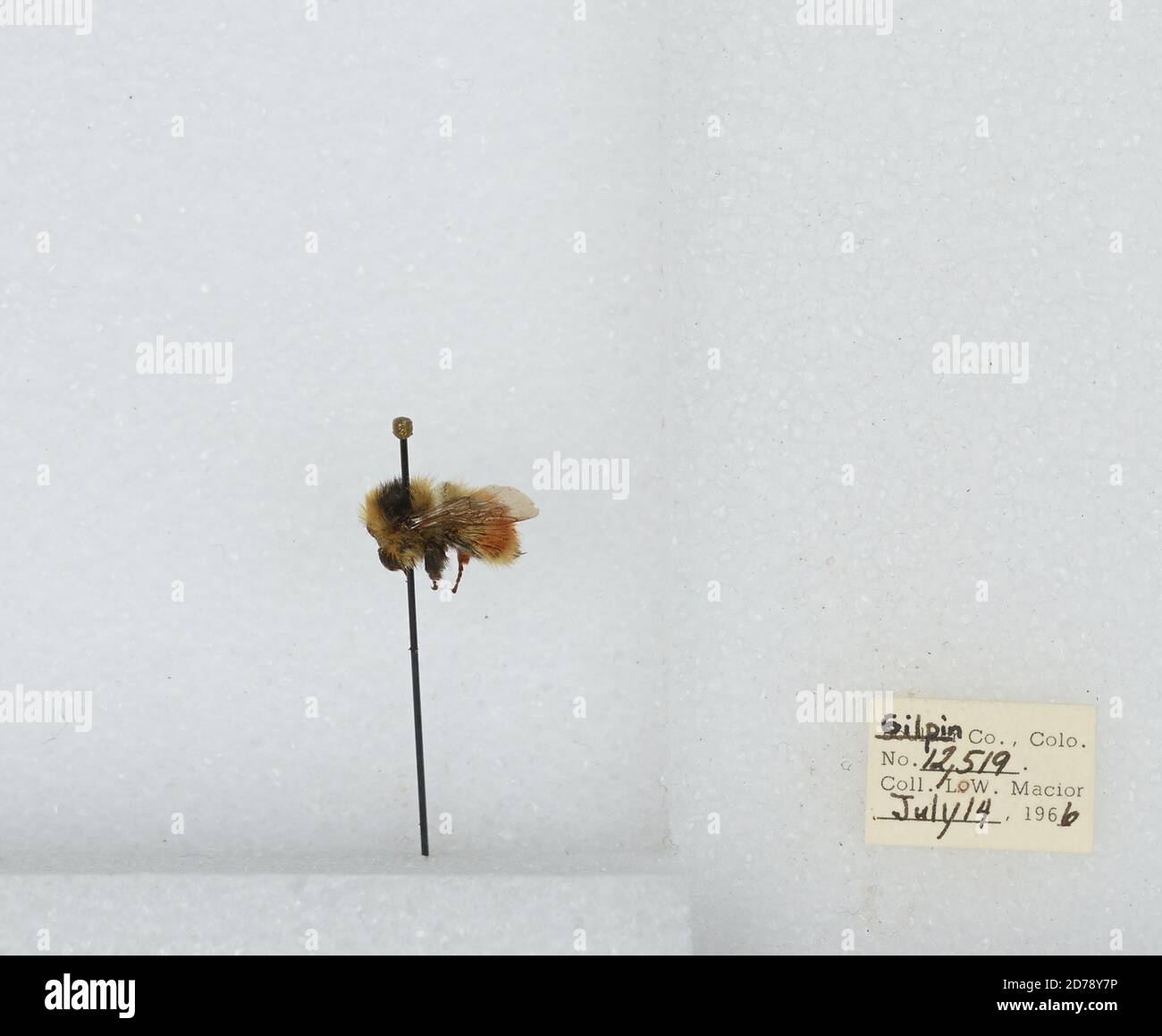 Gilpin, Colorado, United States, Bombus (Pyrobombus) sylvicola Kirby ...