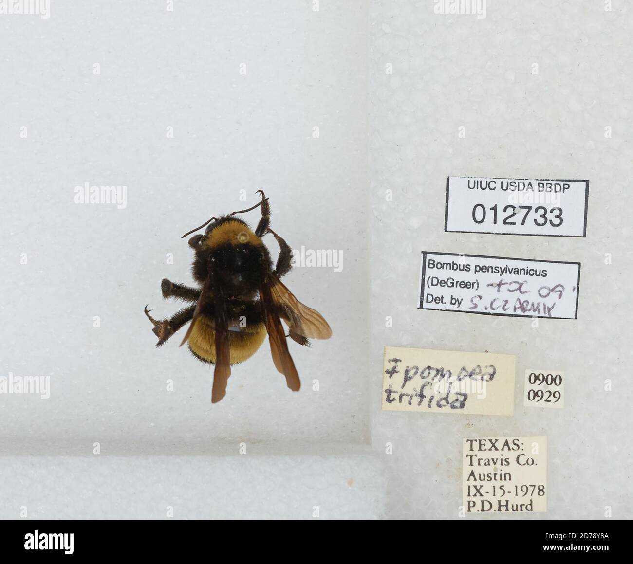 Austin, Travis, Texas, United States, Bombus (Fervidobombus ...