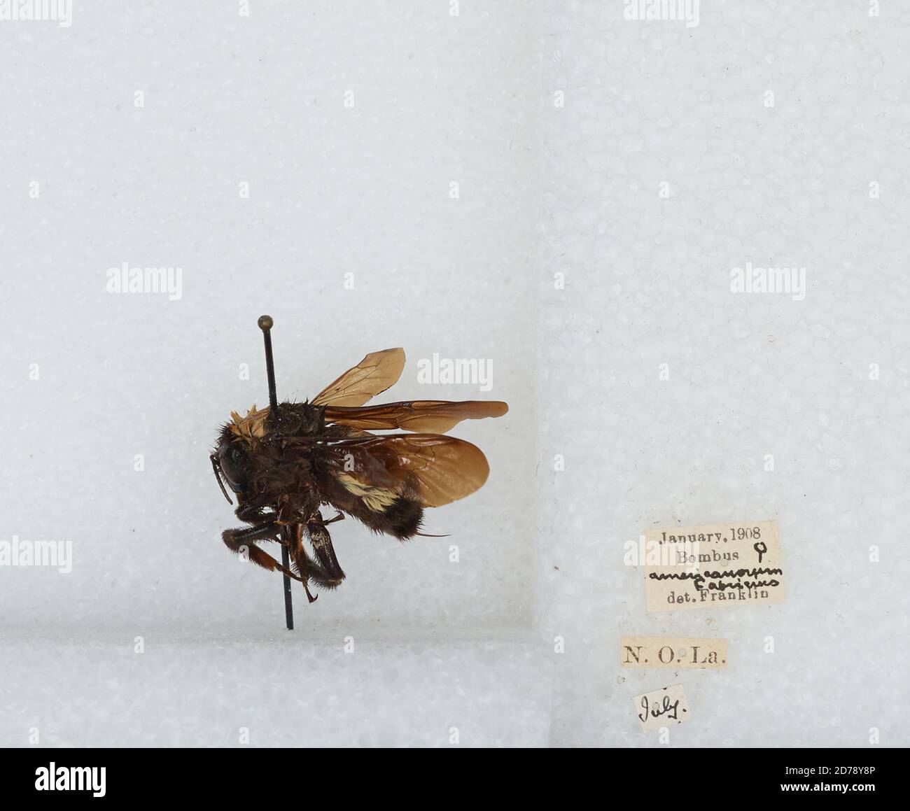 New Orleans, Orleans, Louisiana, United States, Bombus (Fervidobombus ...